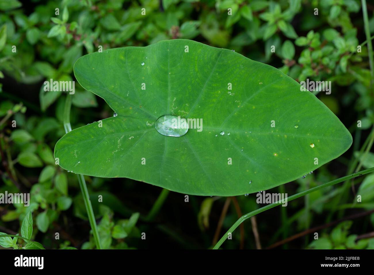 Closeup of dew drops on a green leaf Stock Photo - Alamy