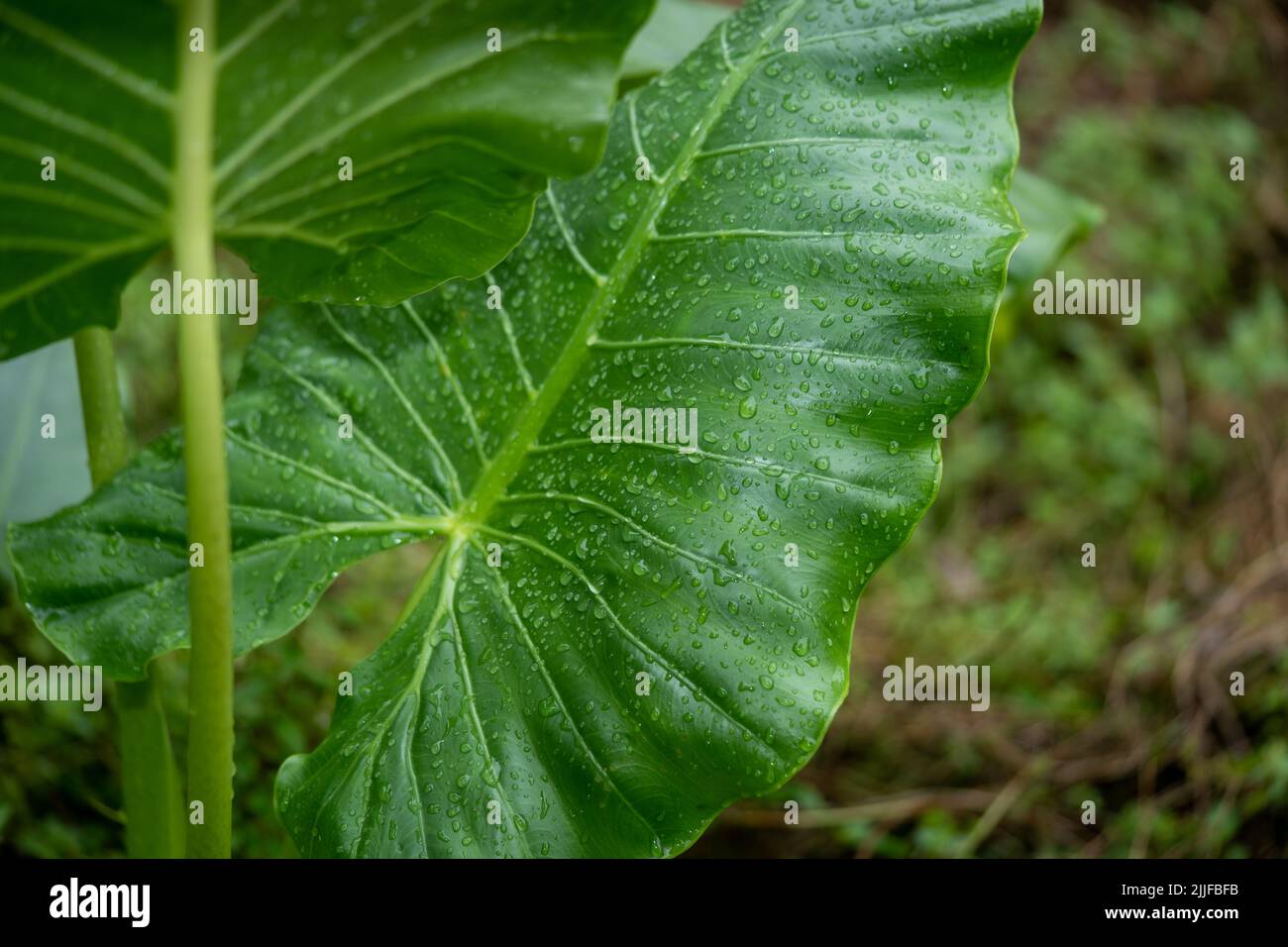Closeup of dew drops on a green leaf Stock Photo - Alamy