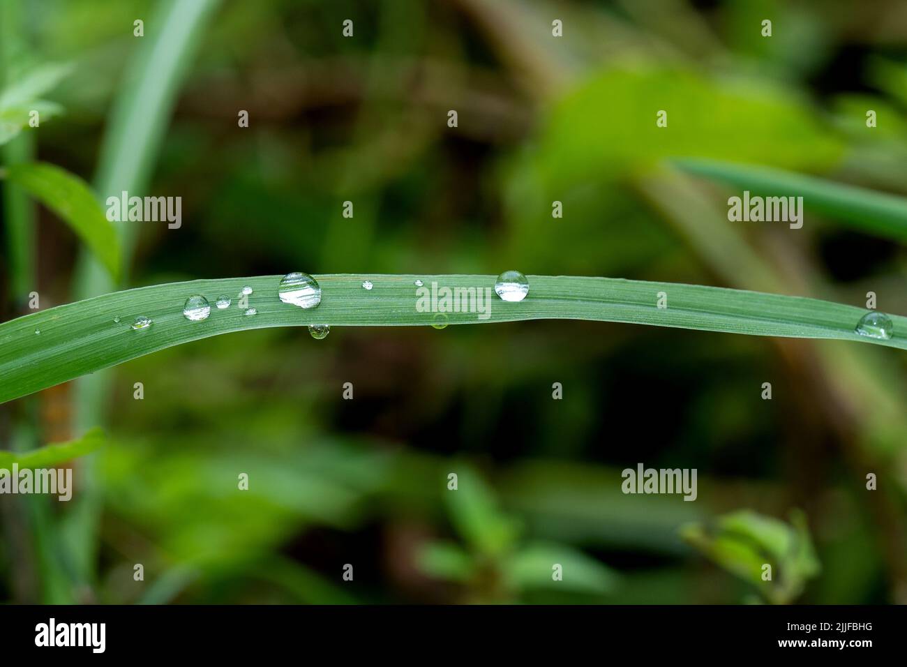 Beautiful closeup shot rain hi-res stock photography and images - Alamy