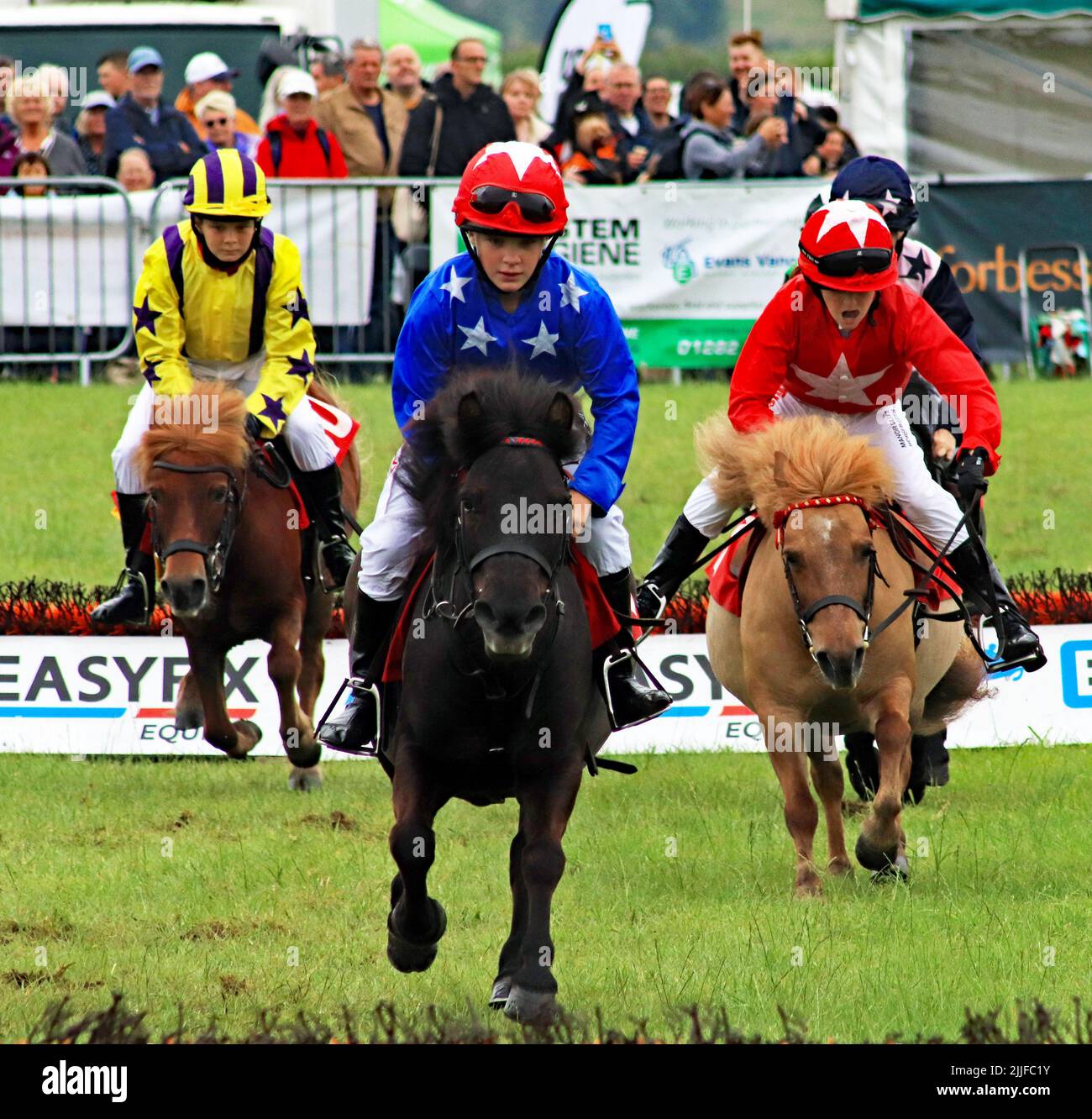 Four shetland ponies racing hi-res stock photography and images - Alamy