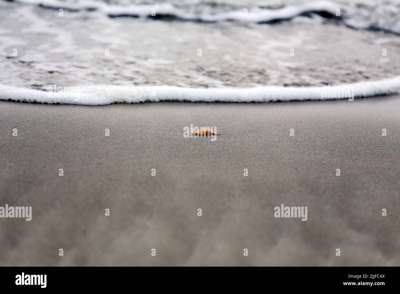 single shell in front of water on beach Stock Photo - Alamy