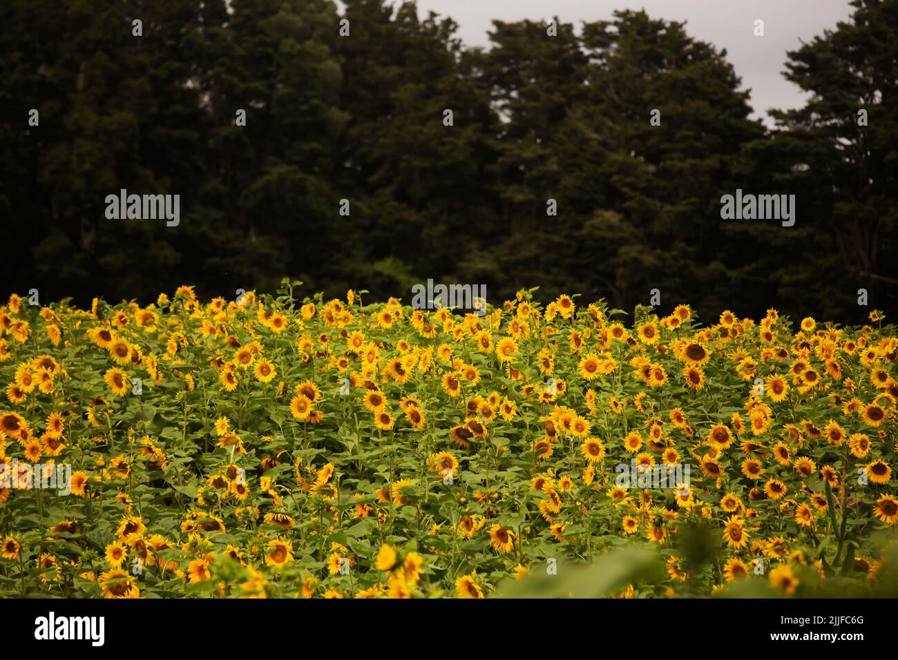 Sunflower field with trees in background Stock Photo - Alamy