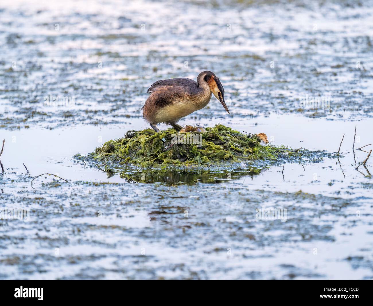 Great Crested Grebe, Podiceps cristatus, water bird sitting on the nest ...