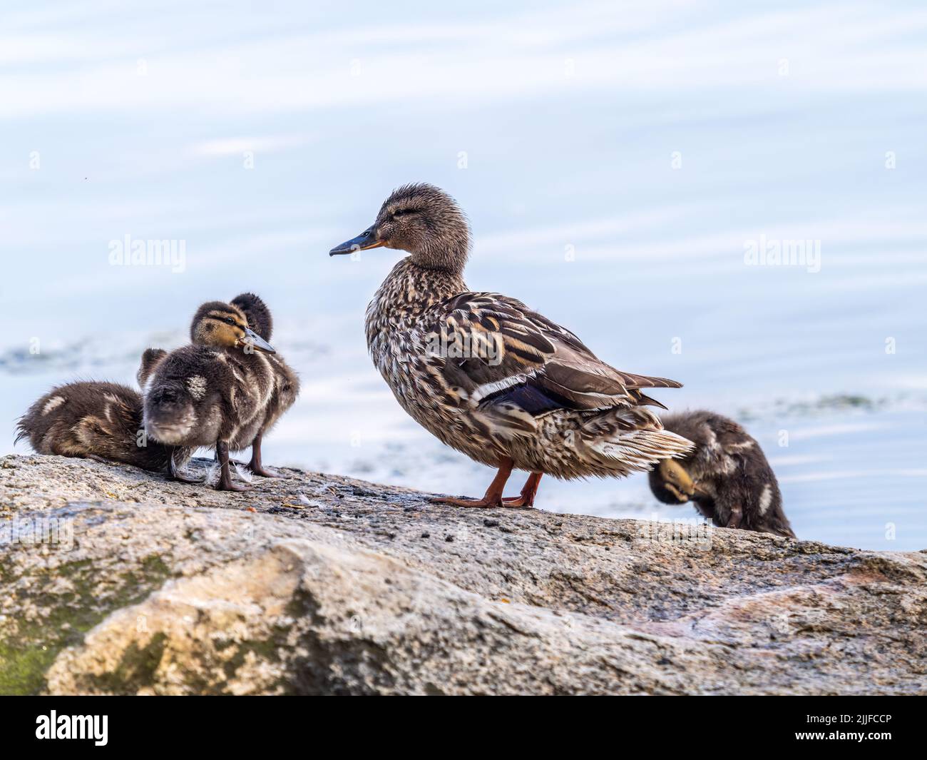 Adult duck with many ducklings sits on green shore of pond. The ...