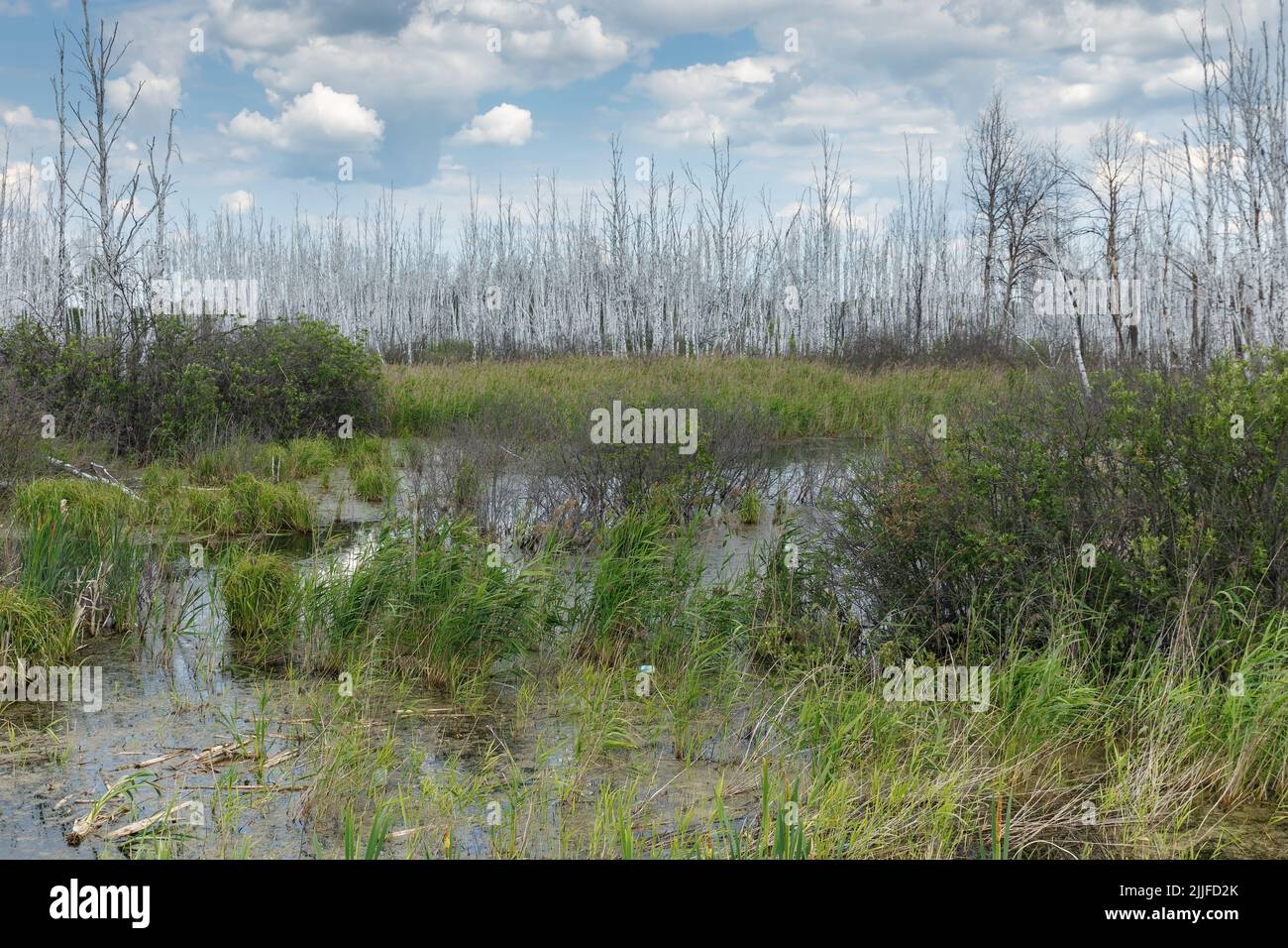 beautiful swamp landscape. Green grass and dry trees in the swamp Stock ...