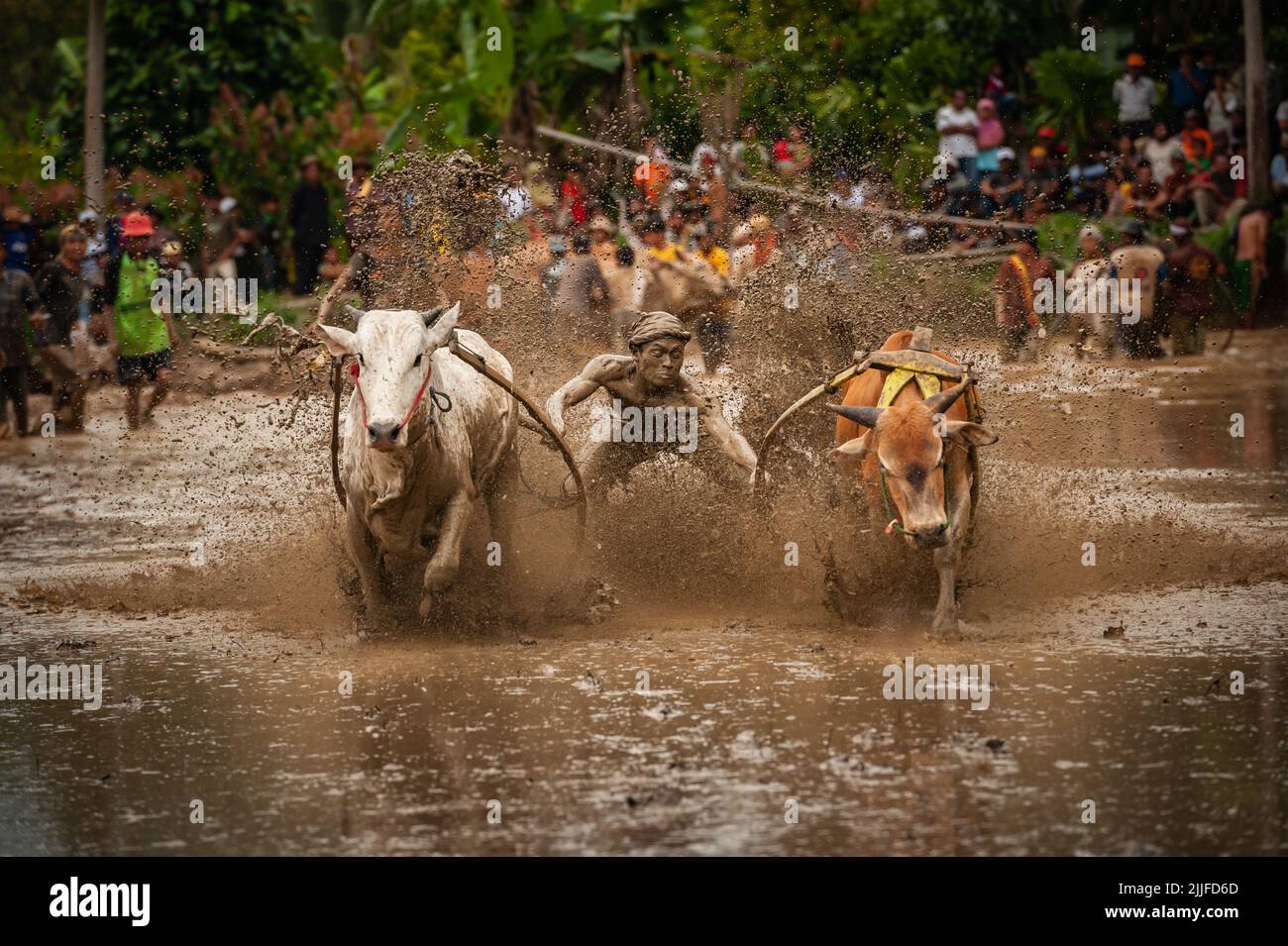 pacu jawi traditional bull race , indonesia Stock Photo - Alamy