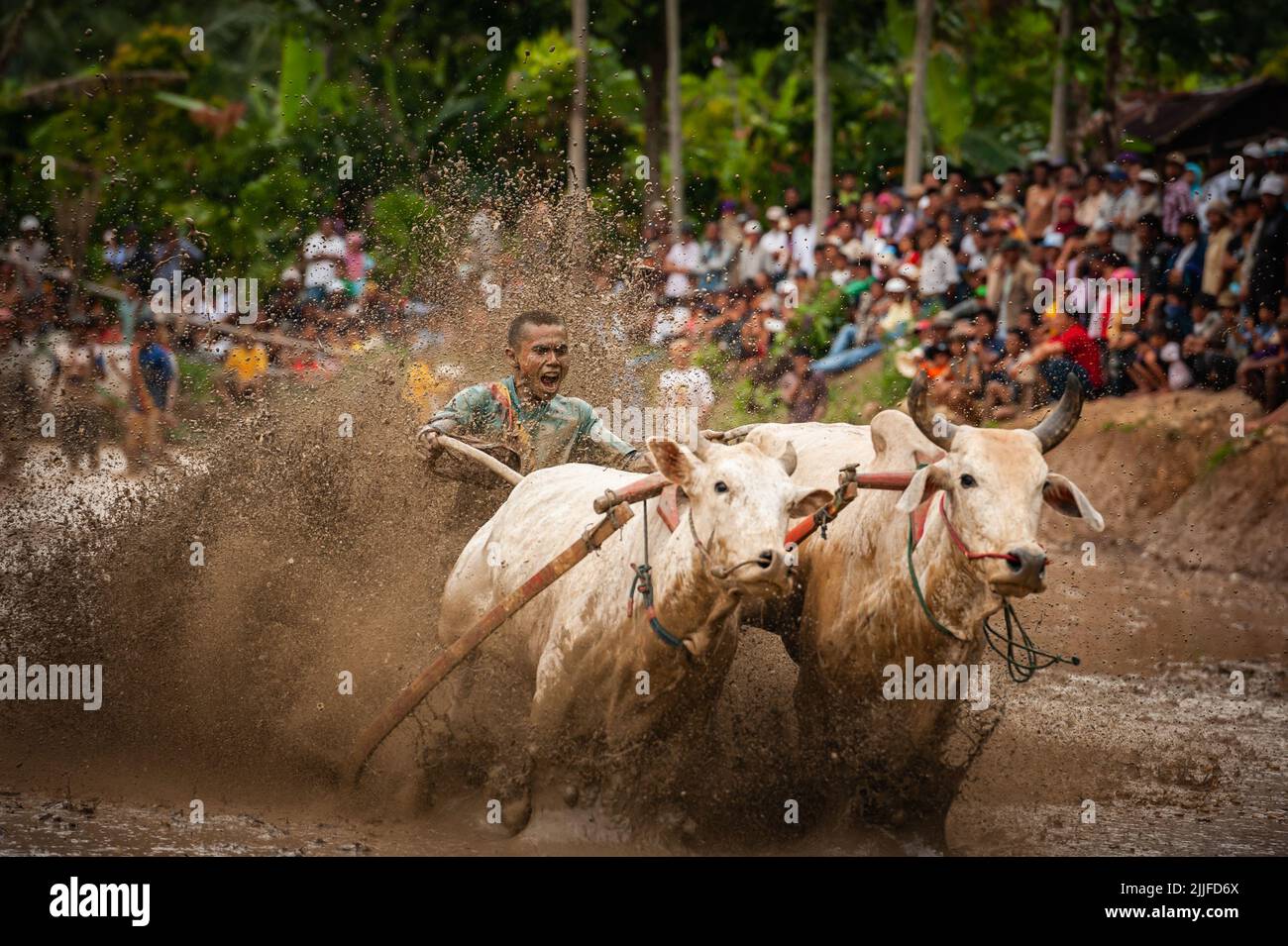 pacu jawi traditional bull race , indonesia Stock Photo - Alamy
