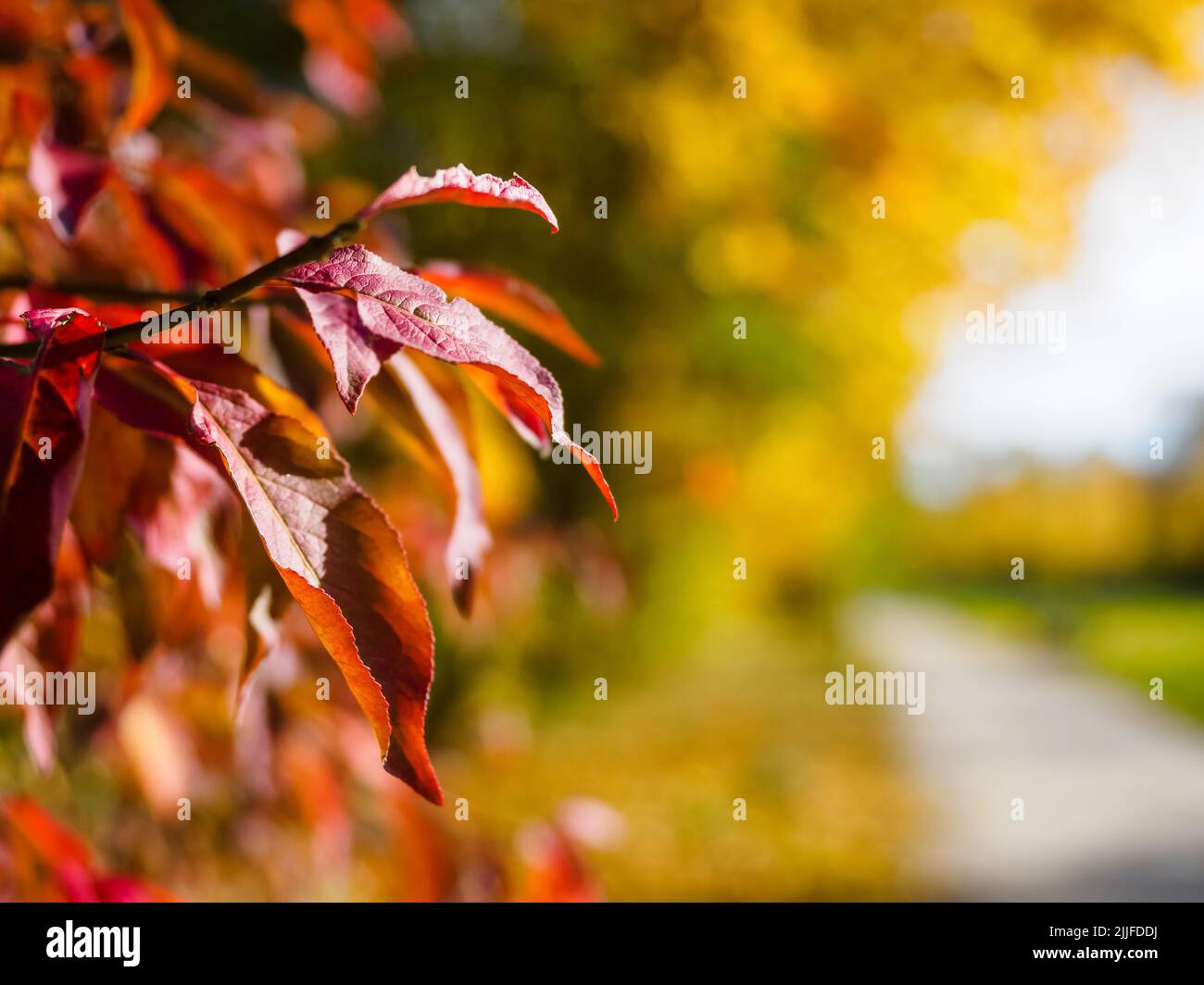 Euonymus shrub red leaves, close up photo with fall colors background ...