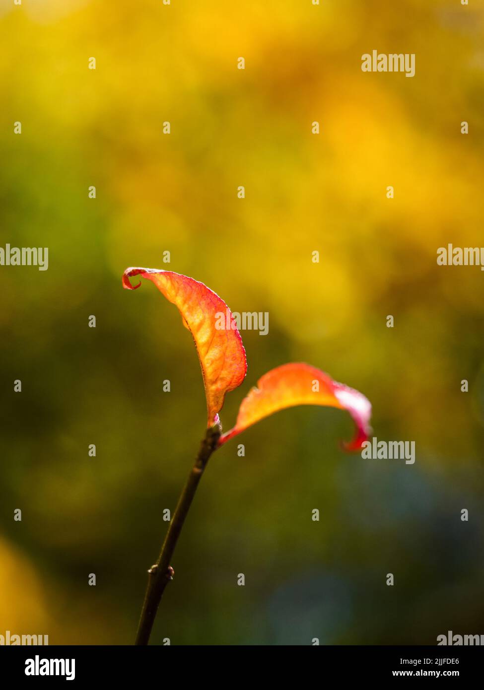 tiny twig with red autumn color leaves. Red leaves of Euonymus shrub on ...