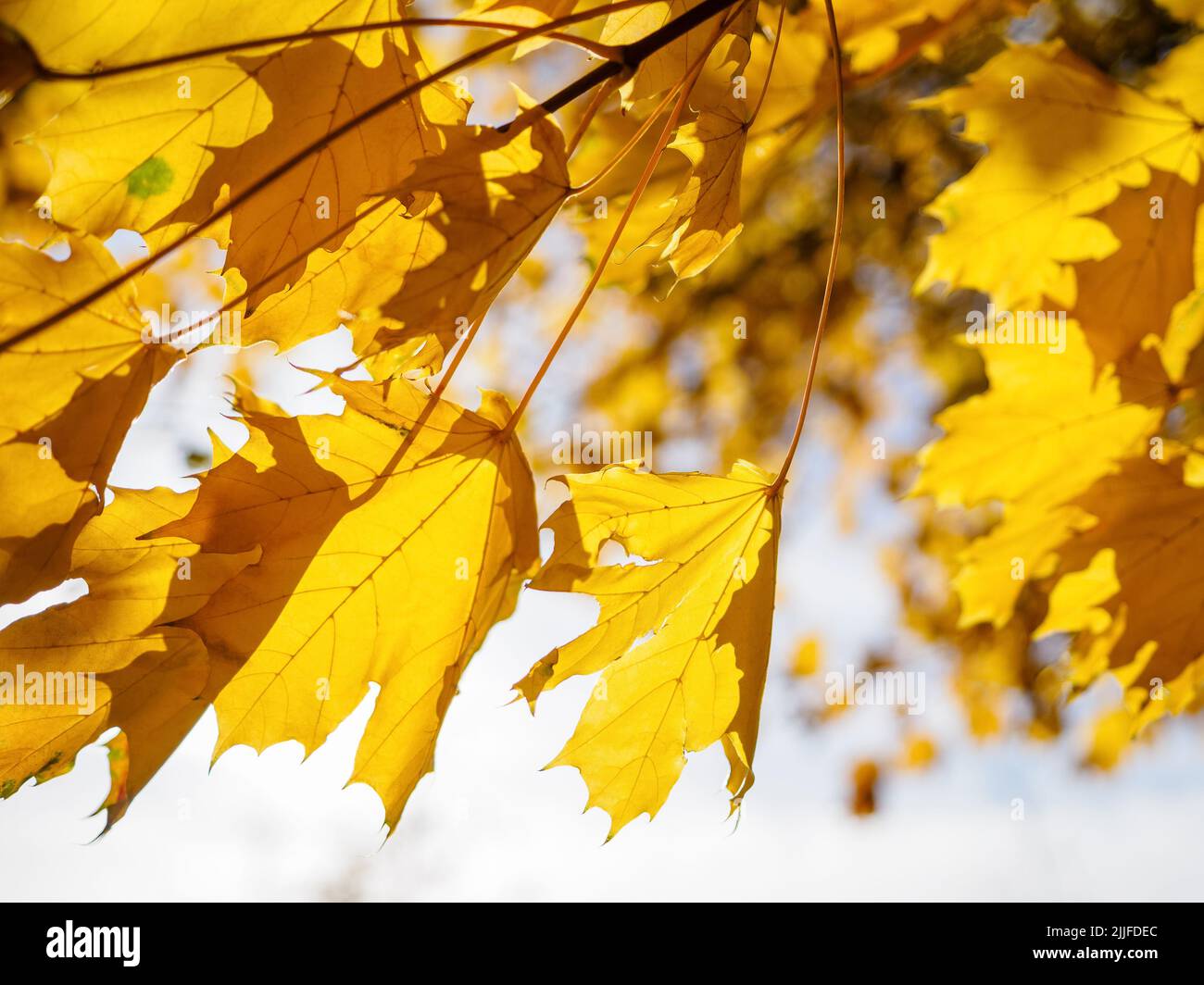 Backlit fall leaf hi-res stock photography and images - Alamy