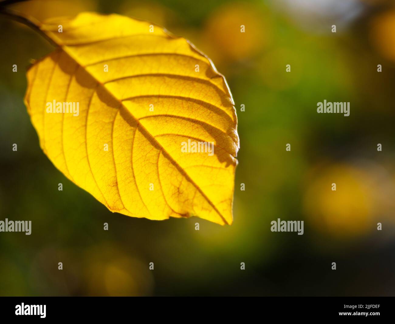 Ash tree leaf hi-res stock photography and images - Alamy