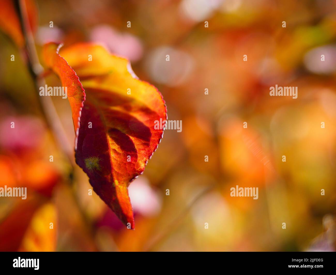 Euonymus shrub red leaves, close up photo with fall colors background ...