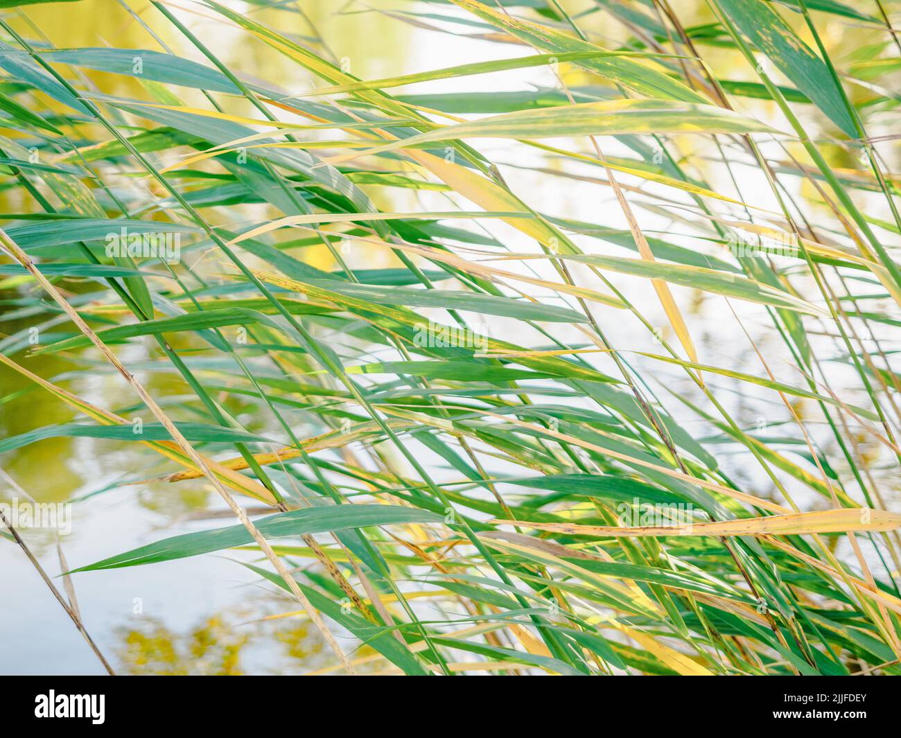 Natural colors beauty in nature hi-res stock photography and images - Alamy