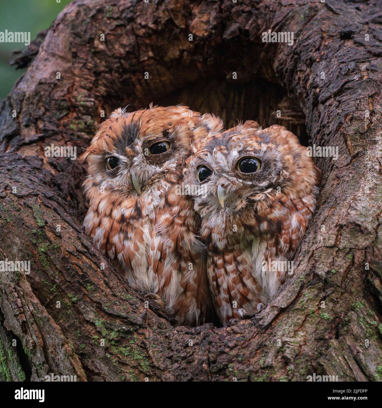 Two adorable owls huddle in a tree. Massachusetts, US: THESE ADORABLE ...