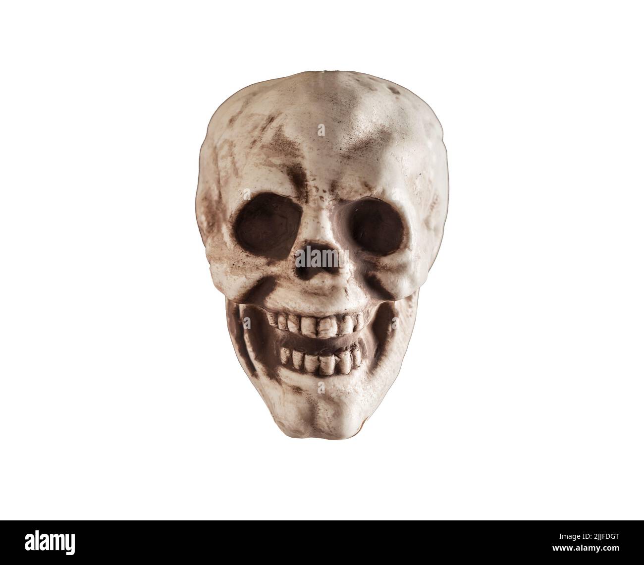 Front view of human skull isolated on white background. Halloween ...