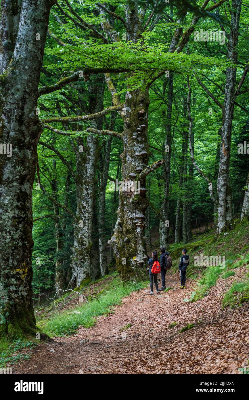 people walking through the great forest, beech-fir forest of Suberlenc ...