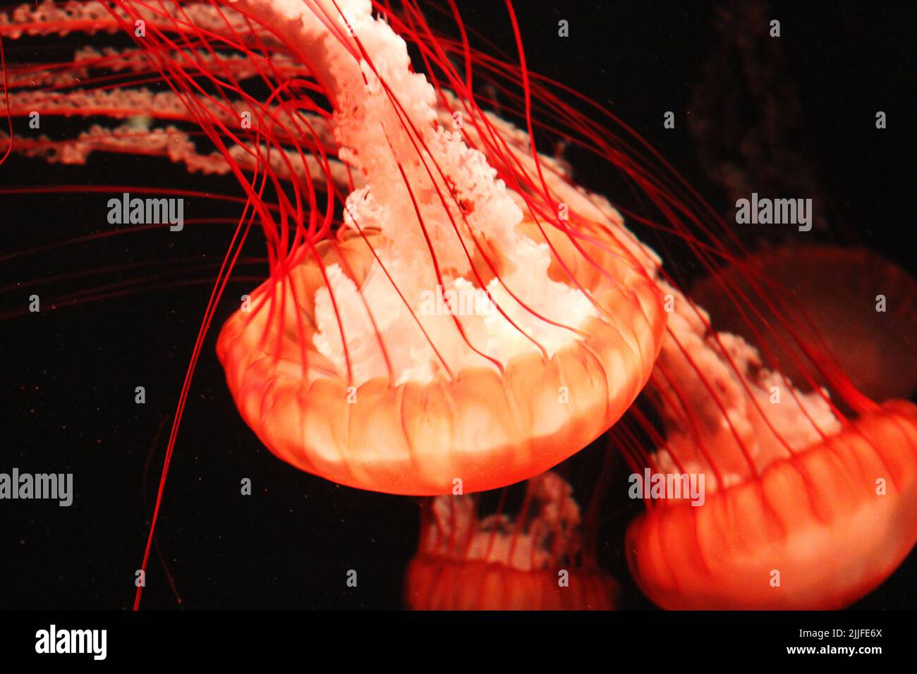 Underwater fish atlantis hi-res stock photography and images - Alamy
