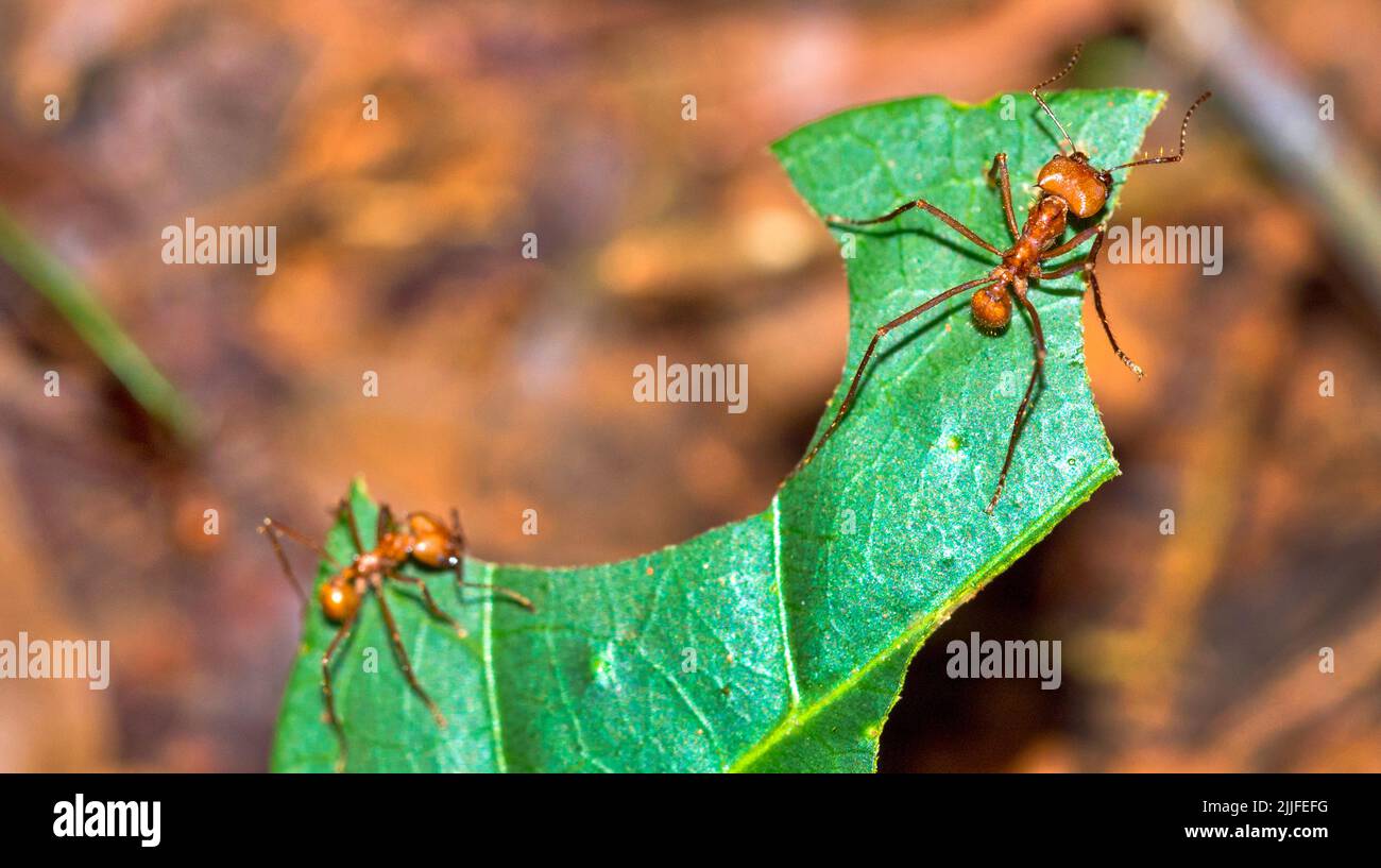 Leafcutter Ant, Tropical Rainforest, Marino Ballena National Park ...