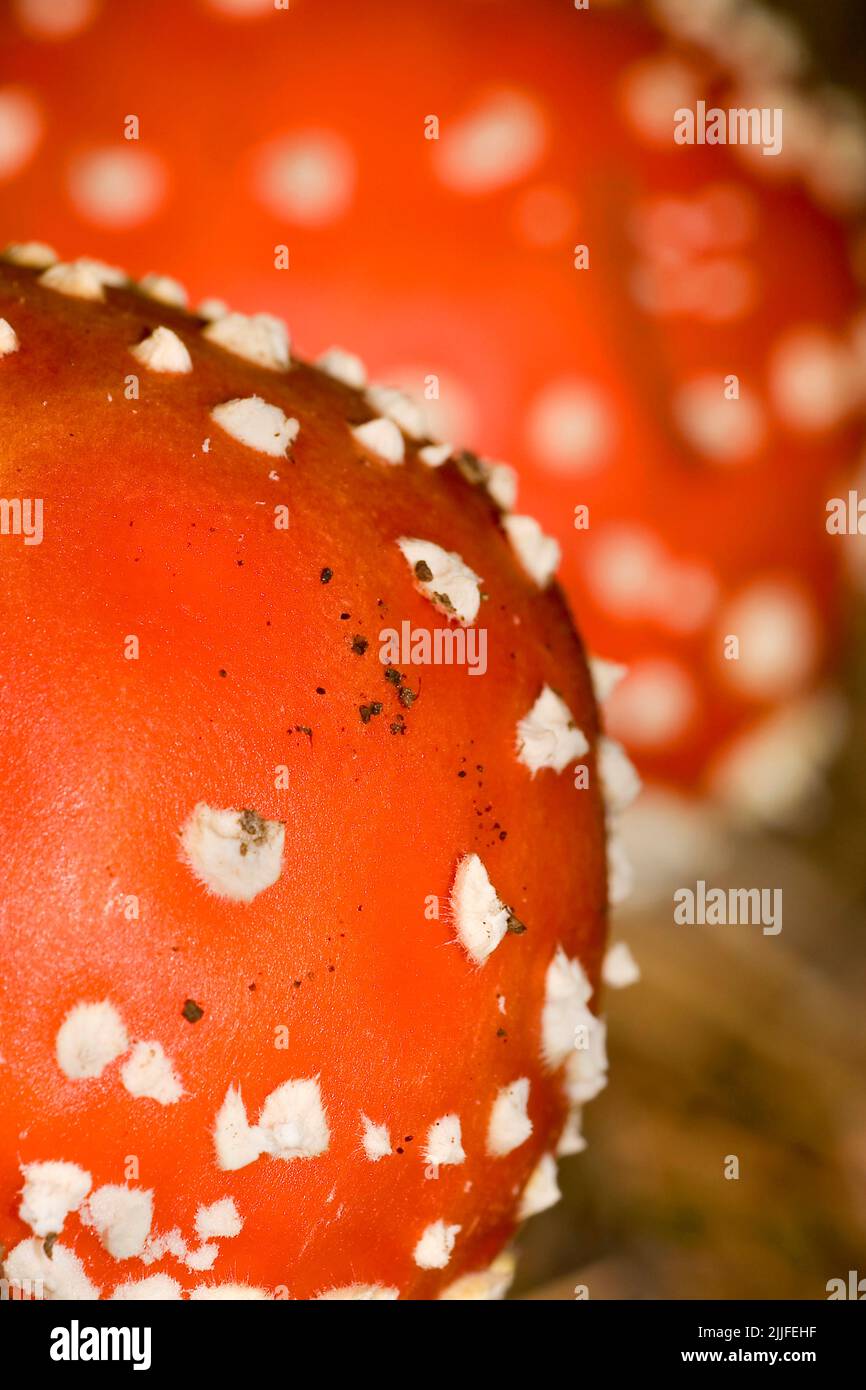 Fly Agaric, Fly Amanita, Amanita muscaria, Valsain Forest, Sierra de ...