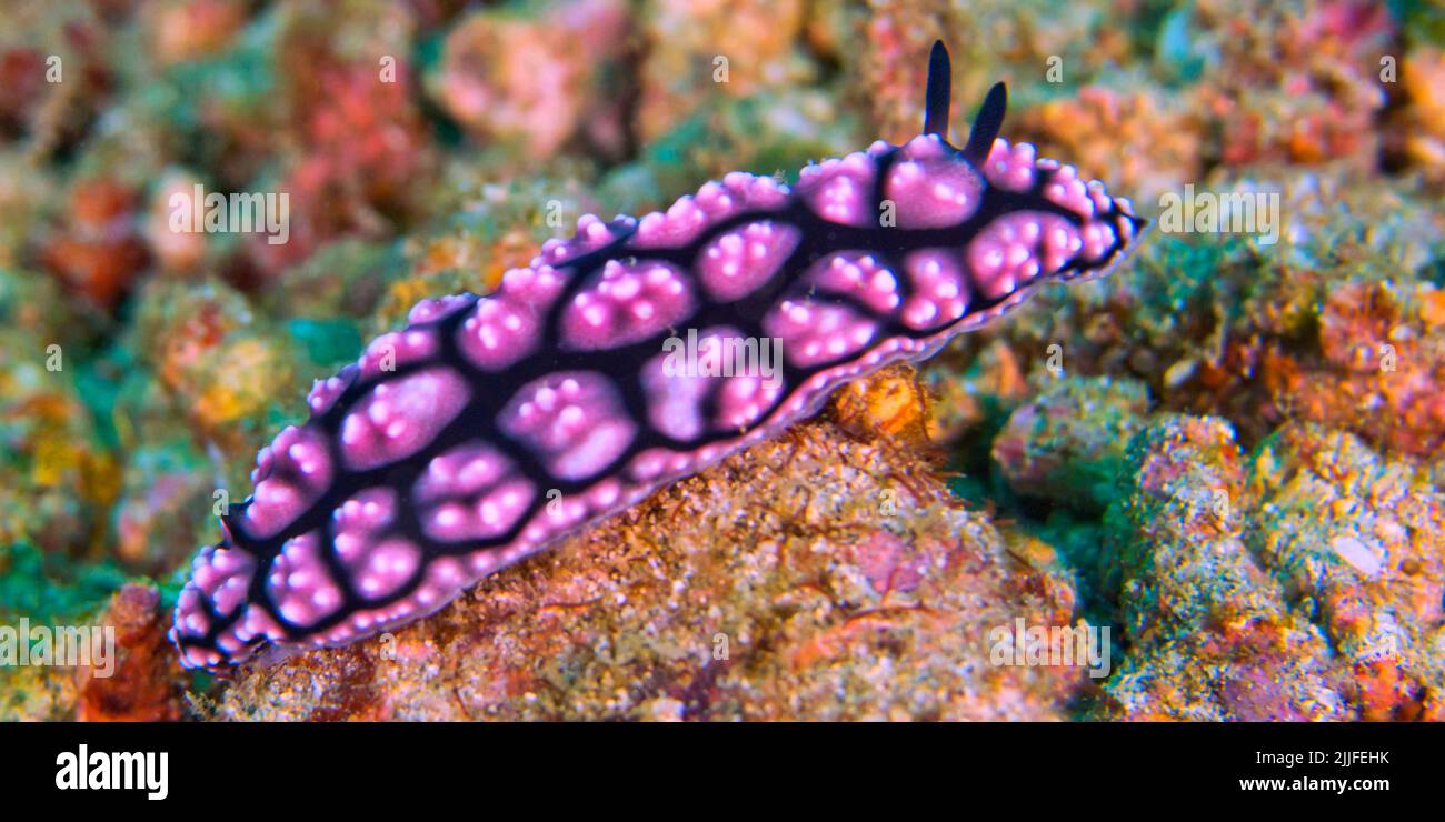 Sea Slug, Dorid Nudibranch, Pimpled Phyllidiella, Phyllidiella ...