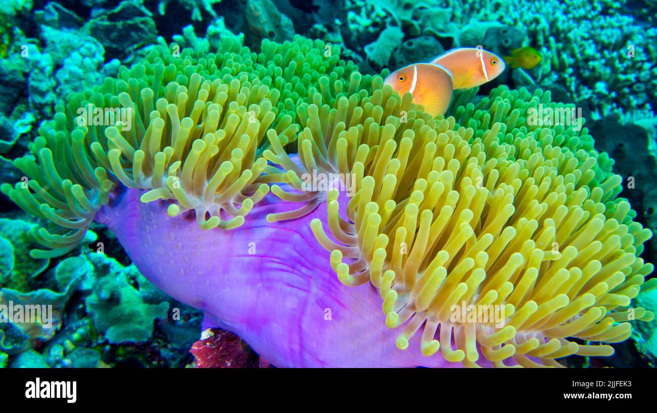 Pink Skunk Clownfish, Pink Anemonefish, Amphiprion perideraion ...