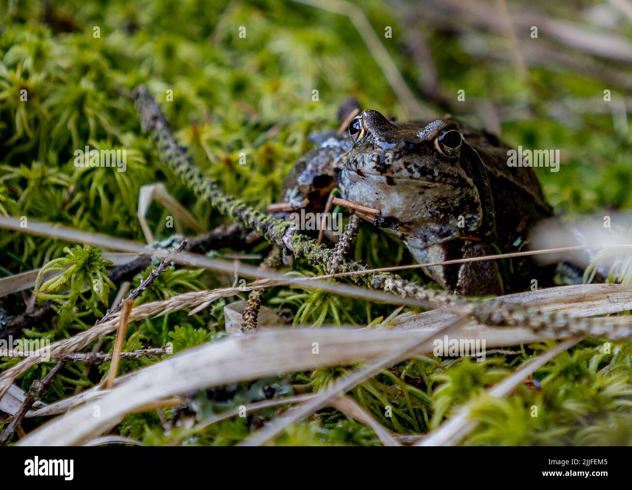 The close-up view of a common frog on the branches in the green field ...