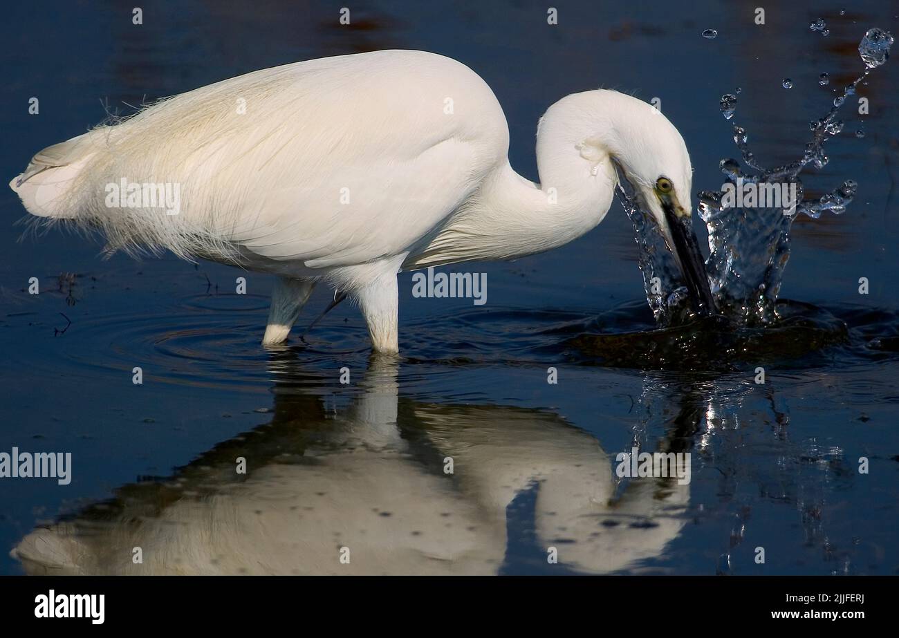 White Heron, Little Egret, Egretta garzetta, Small Heron, Salinas de ...