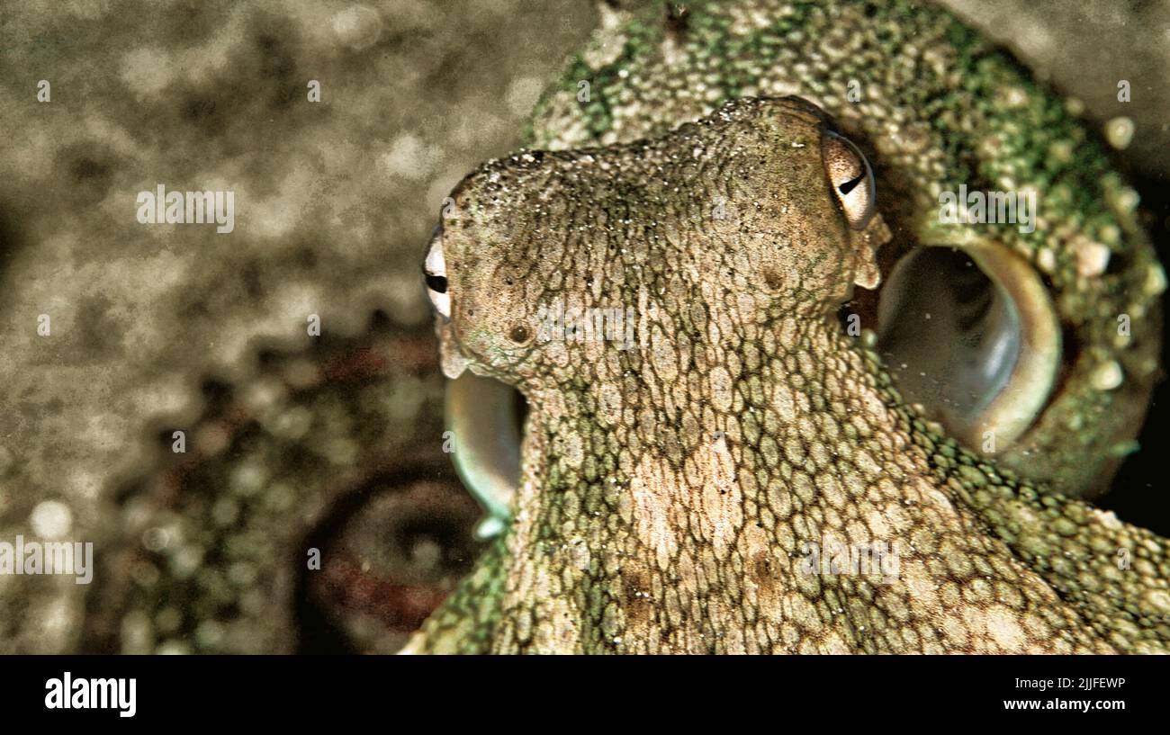 Common Octopus, Octopus vulgaris, Cabo Cope Puntas del Canegre Natural ...