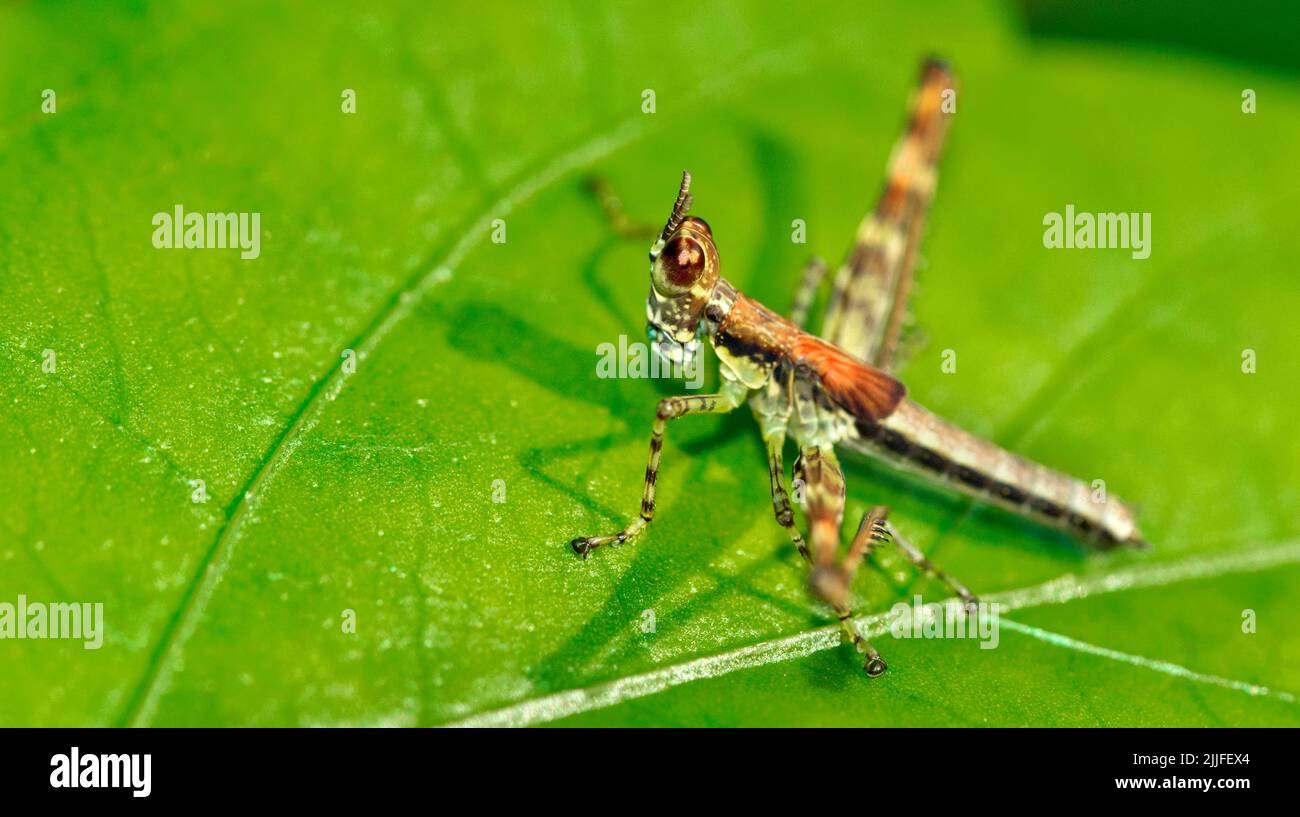 Grasshopper, Tropical Rainforest, Corcovado National Park, Osa ...