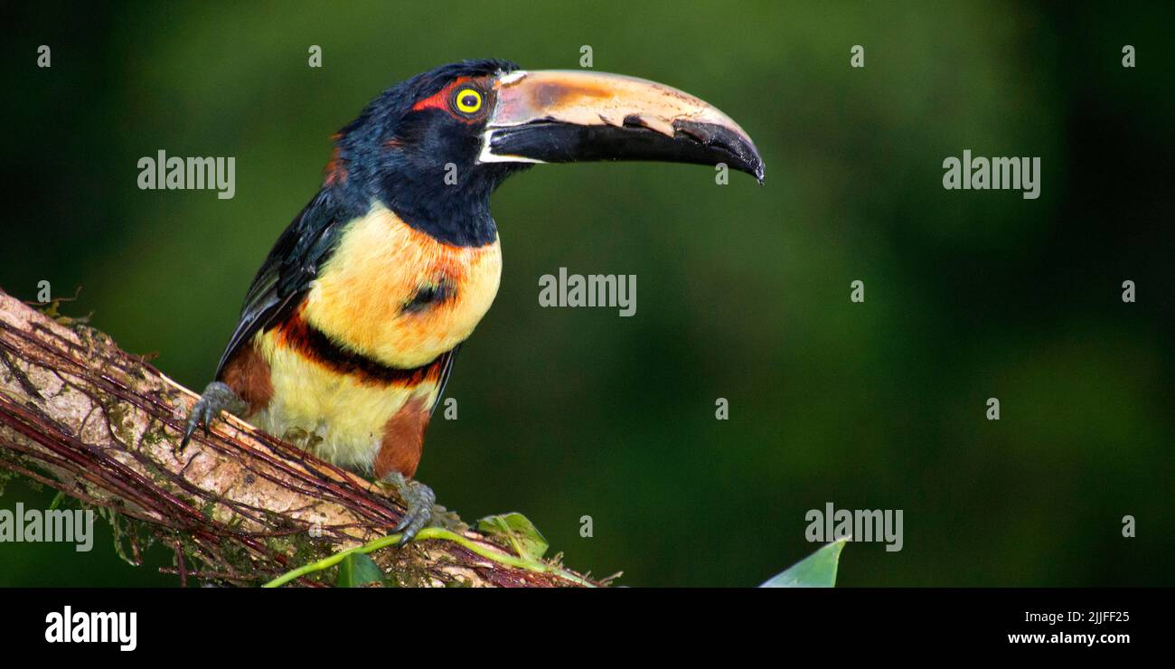 Collared Aracari, Toucan, Pteroglossus torquatus, Tropical Rainforest ...