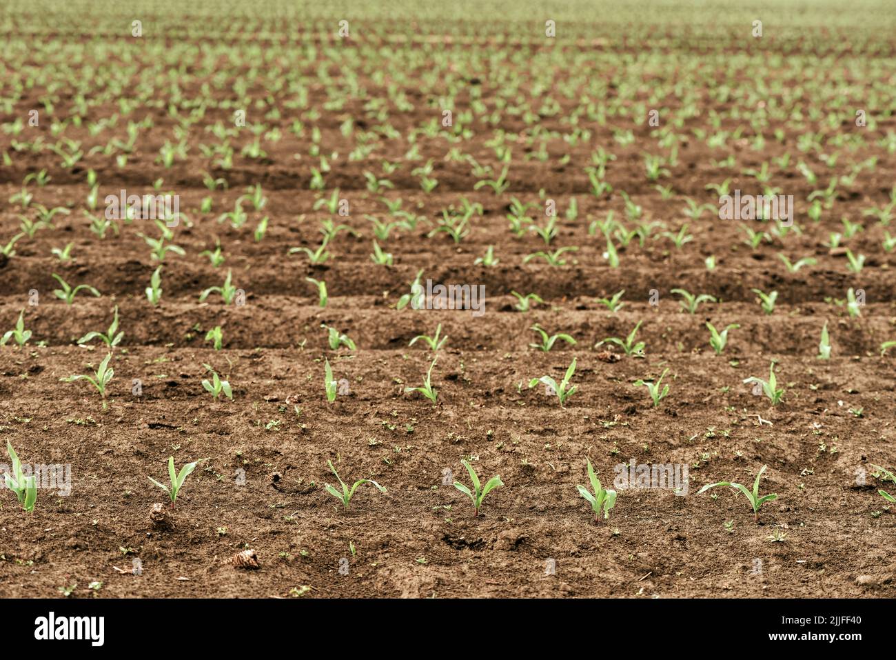 Corn maize crop sprouts in cultivated agricultural field. Agriculture ...