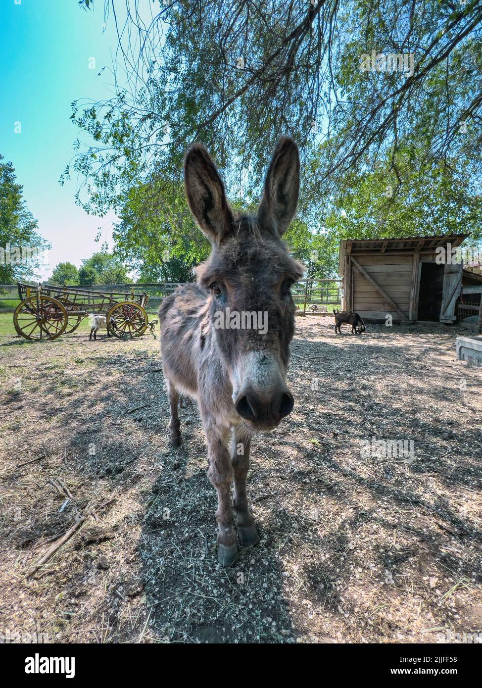 Cute donkey on the farm on sunny spring day Stock Photo - Alamy