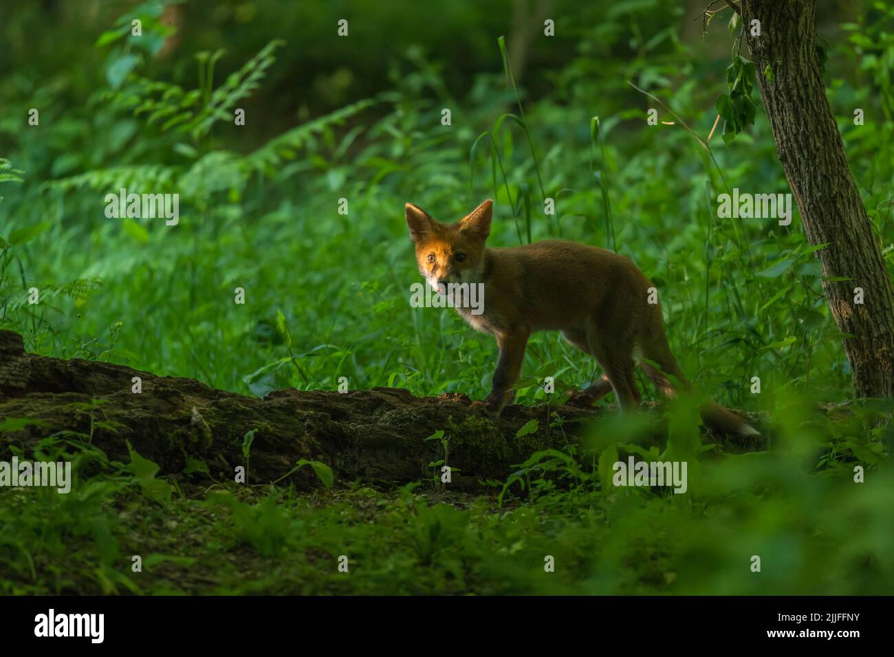 Red fox cub (Vulpes vulpes) approximately 10/12 weeks old. Woolhope ...