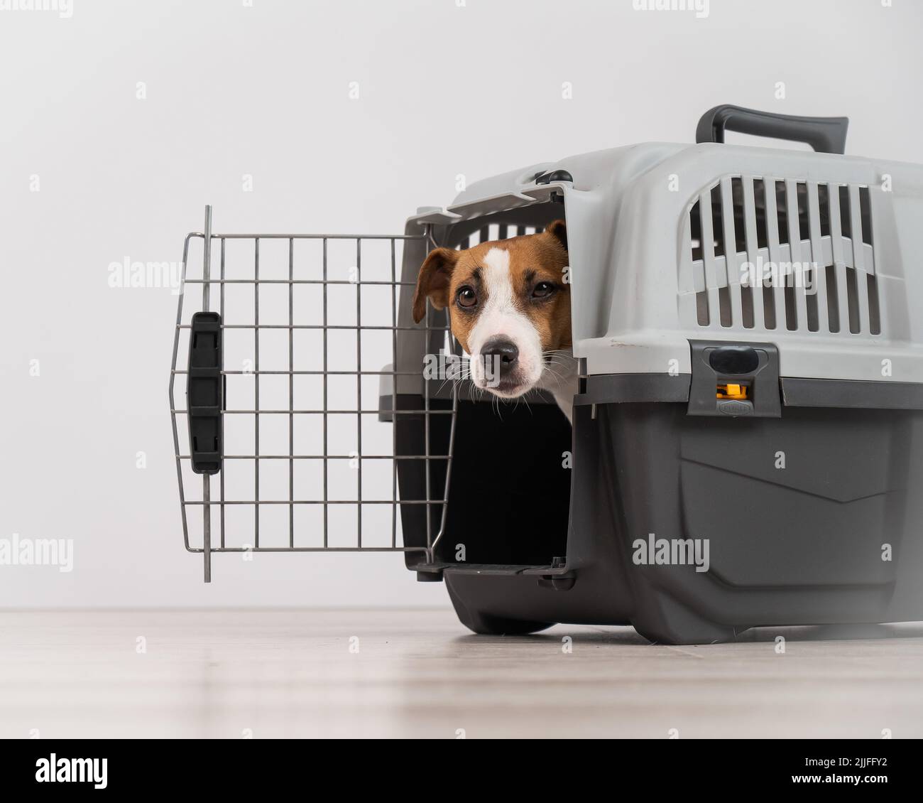 Jack Russell Terrier dog peeking out of travel cage Stock Photo - Alamy