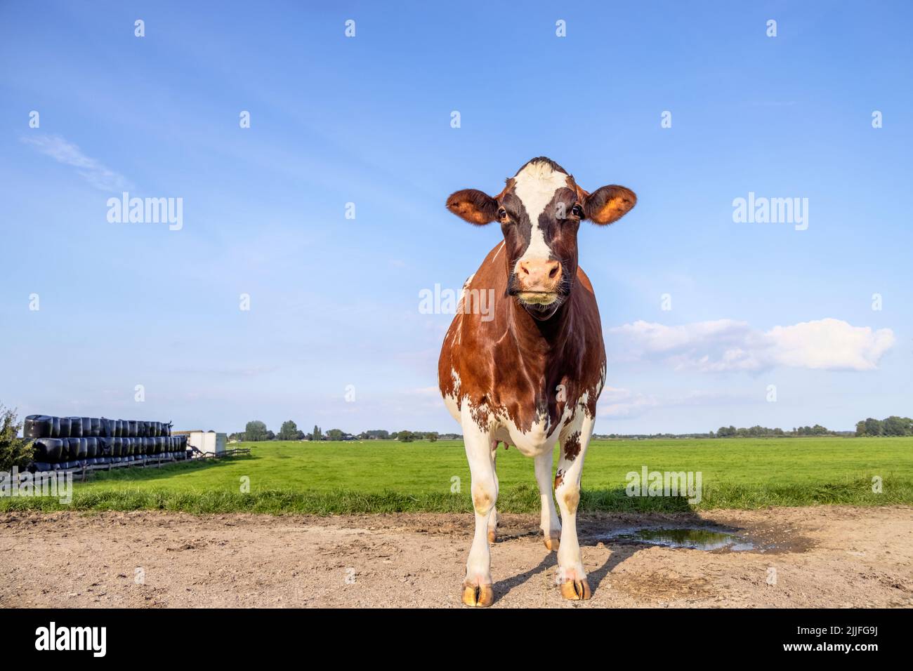 Dairy cow looking, front view, cute and calm red bovine, white blaze ...