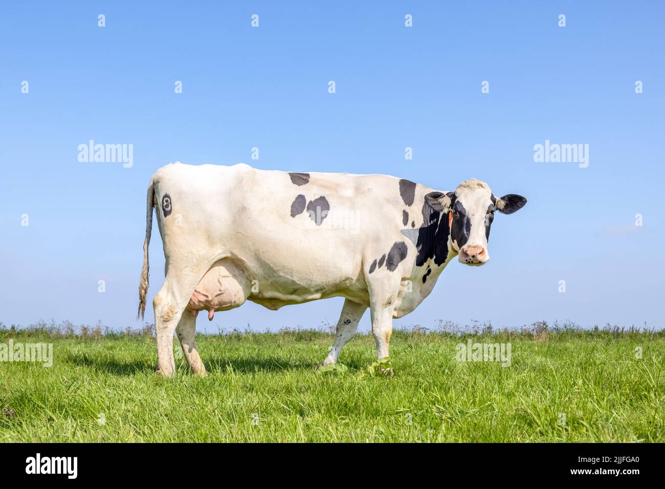 Dutch cow black and white, standing on green grass in a meadow, side ...