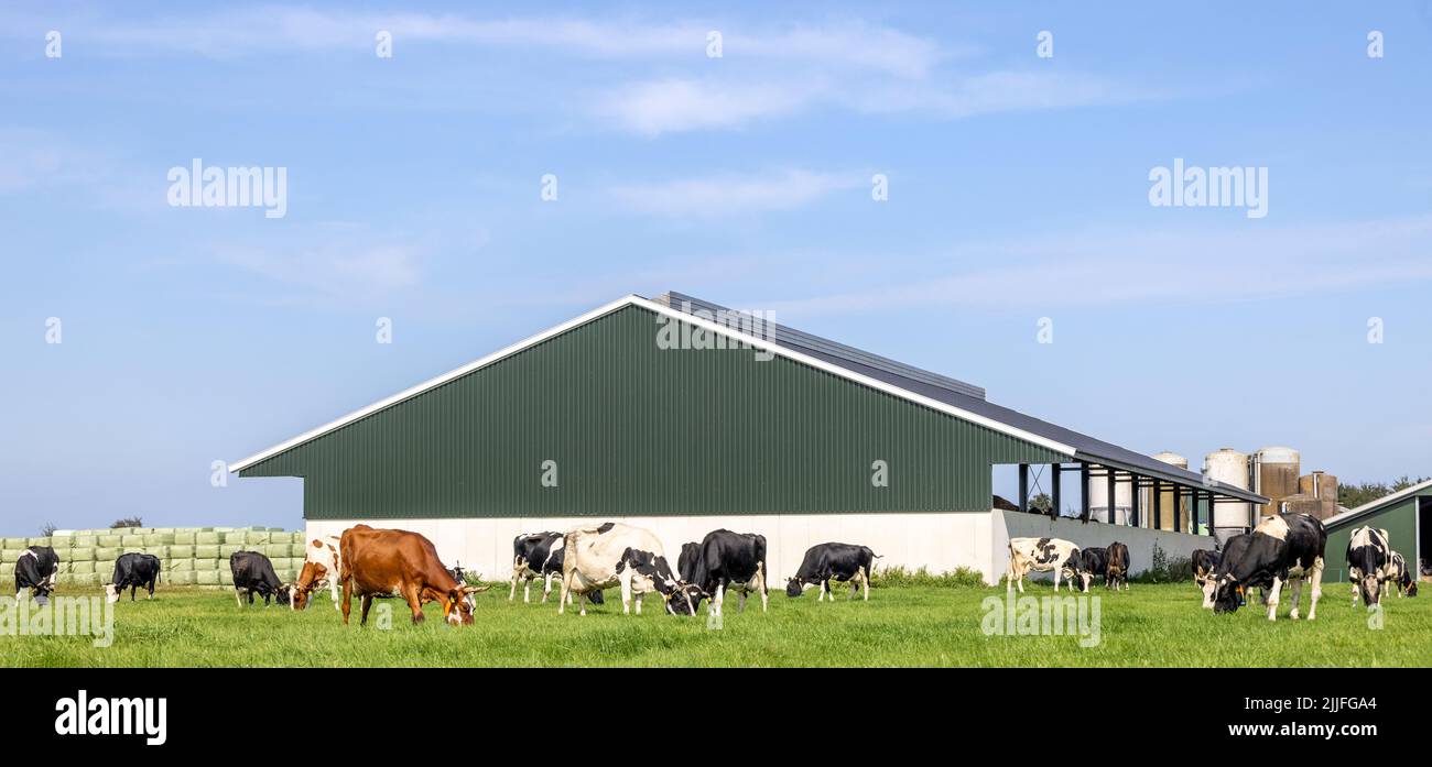 Cows and barn, farm landscape with grazing livestock in the netherlands. Dutch countryside with ...