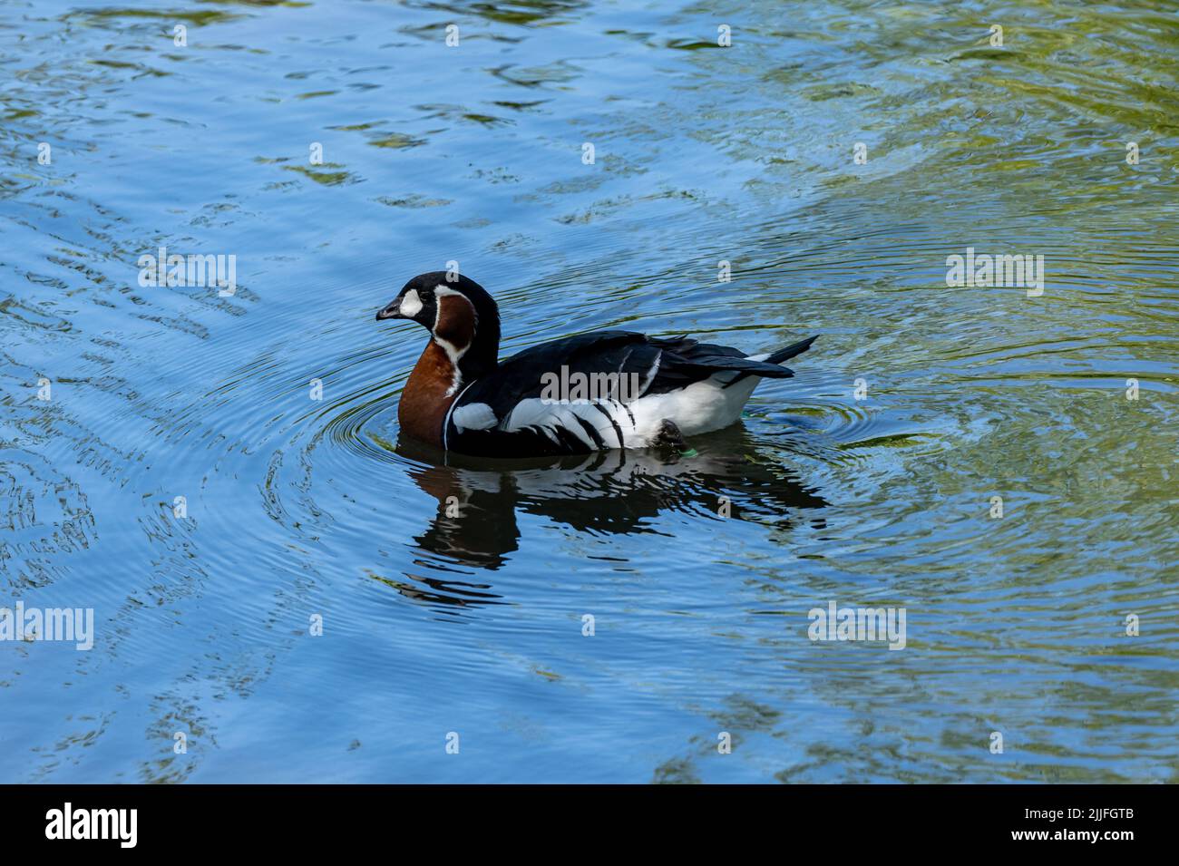 A captive red-breasted goose, Branta ruficollis at Jersey zoo Stock ...