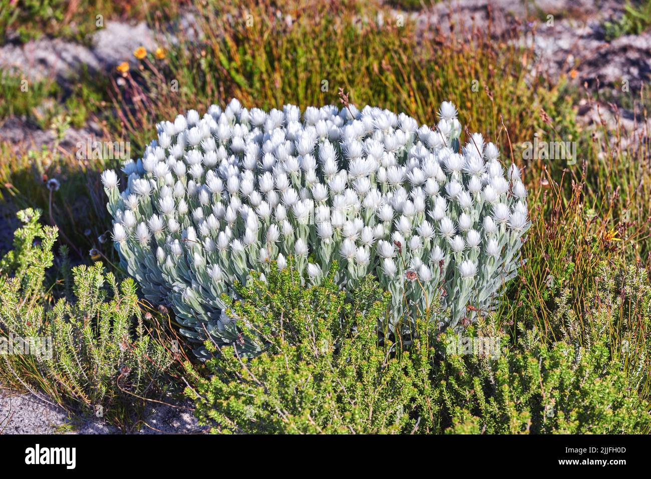 Cape Snow - Everlasting Stock Photo - Alamy