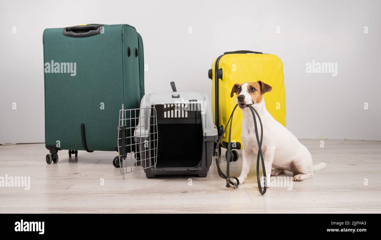 Jack russell terrier dog holding a leash while sitting near suitcases ...
