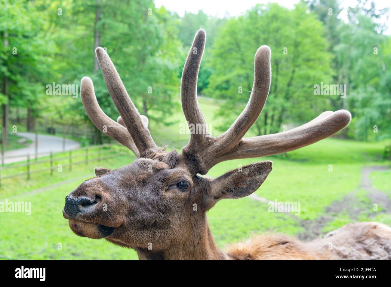 Antlered head of true deer natural background Stock Photo - Alamy