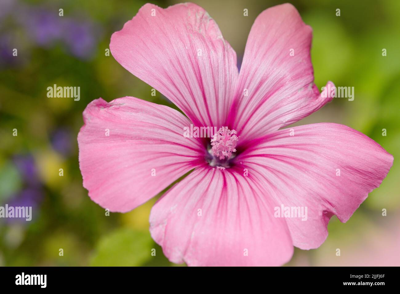 Pink flower in a garden in summer Stock Photo - Alamy