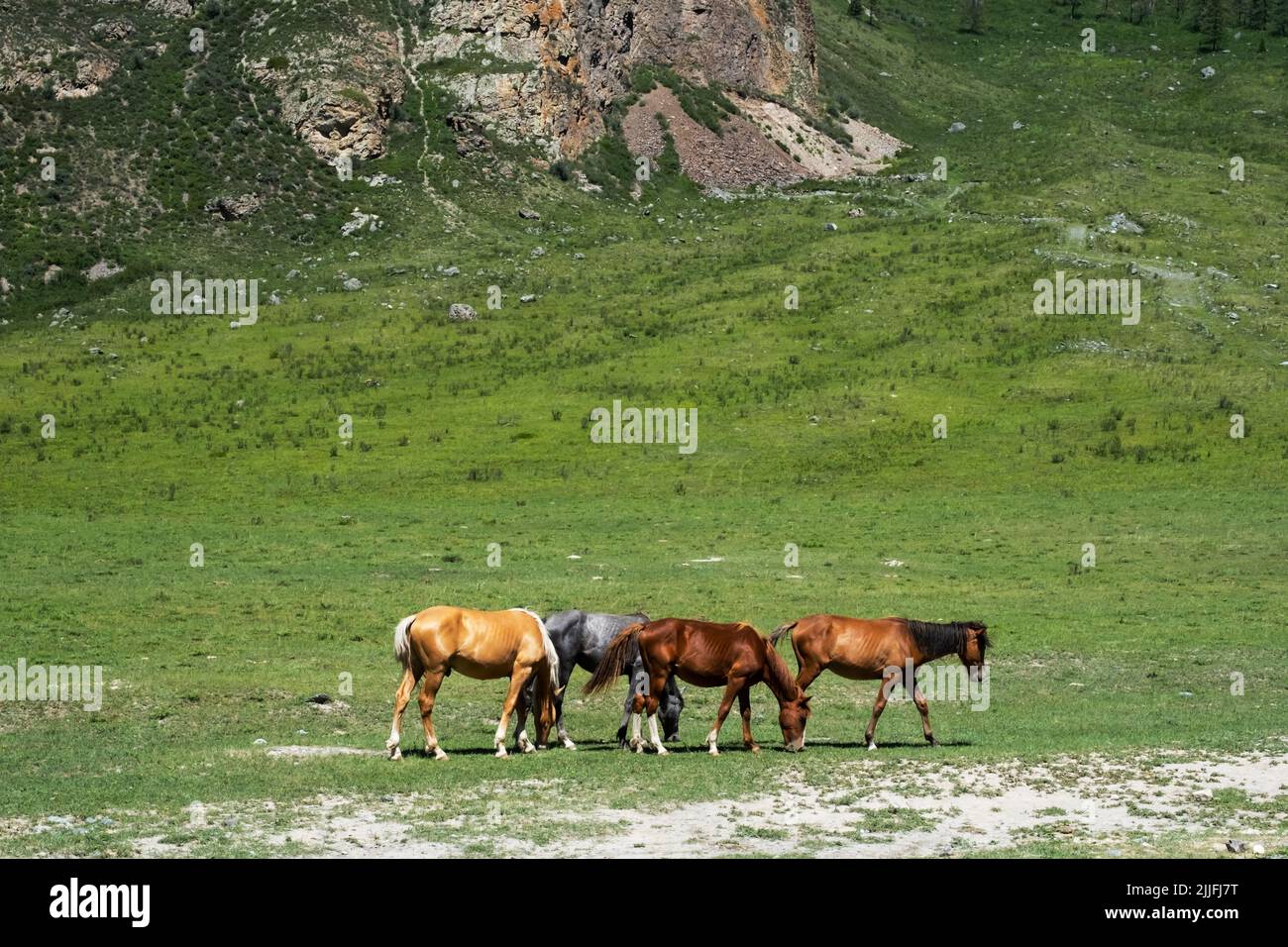 Horses peaceful grazing on lawn Stock Photo - Alamy