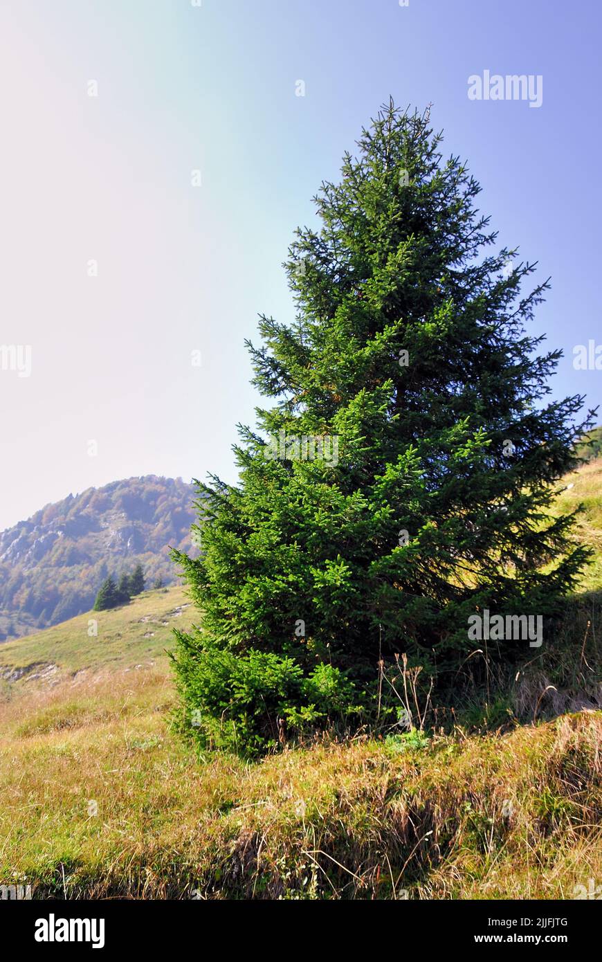 The spruce, native to the northern European climate zones, it has ...
