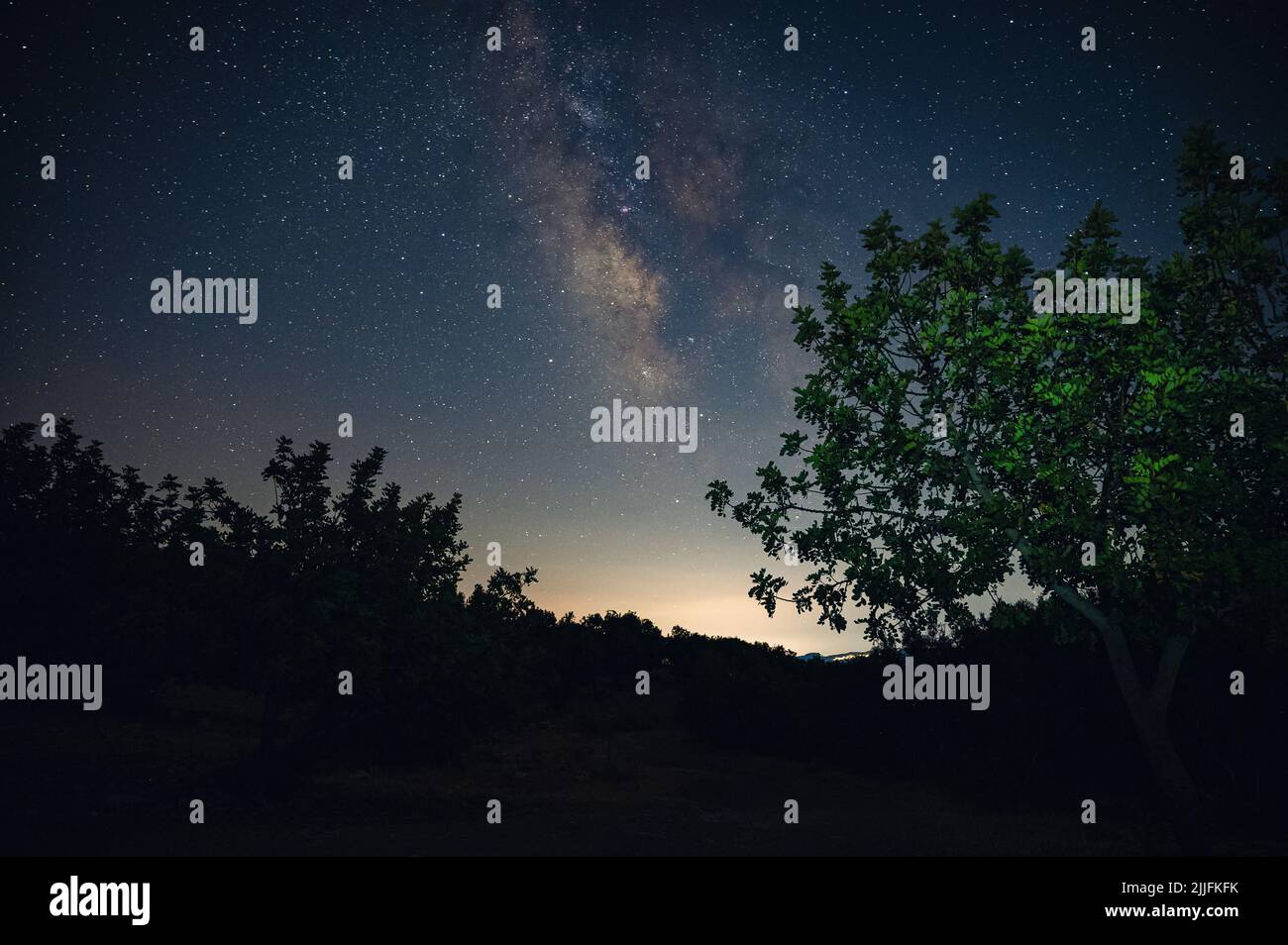A green tree with a dark starry night sky background Stock Photo - Alamy