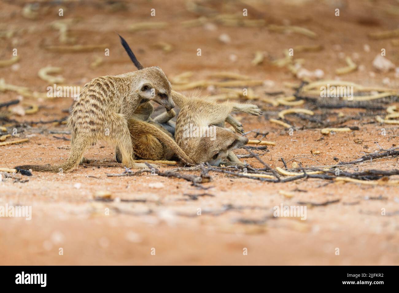 3 Cute meerkat babies (Suricata suricatta) are fighting. Kalahari ...