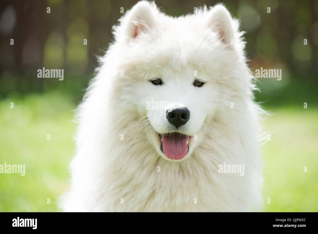 White Samoyed puppy sits on the green grass. Dog in nature, a walk in ...