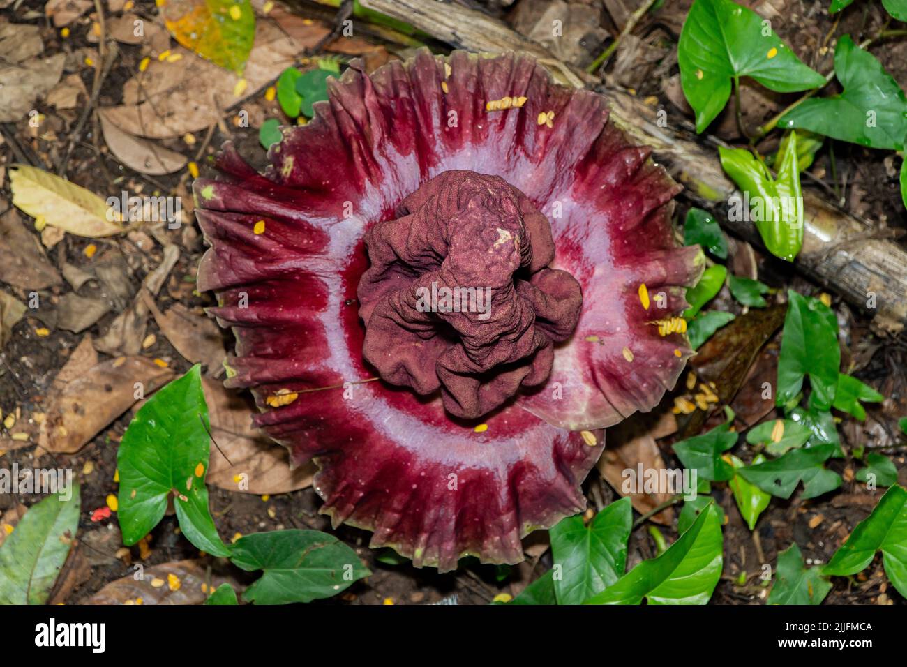 Titan Arum flowers that grow in the wild Stock Photo - Alamy