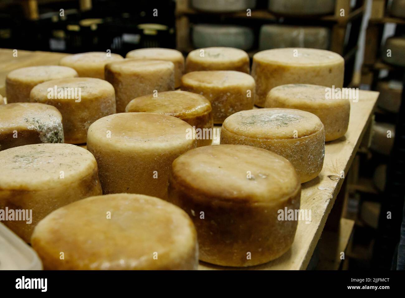 Hard cheese heads ripening on shelf in production in the chamber Stock ...