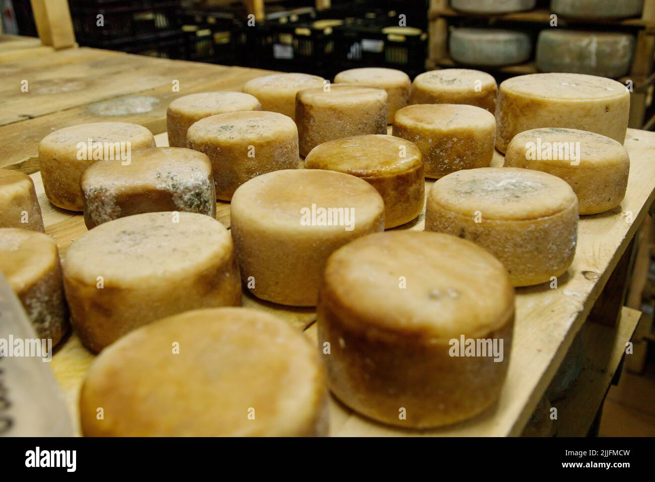Hard cheese heads ripening on shelf in production in the chamber Stock ...